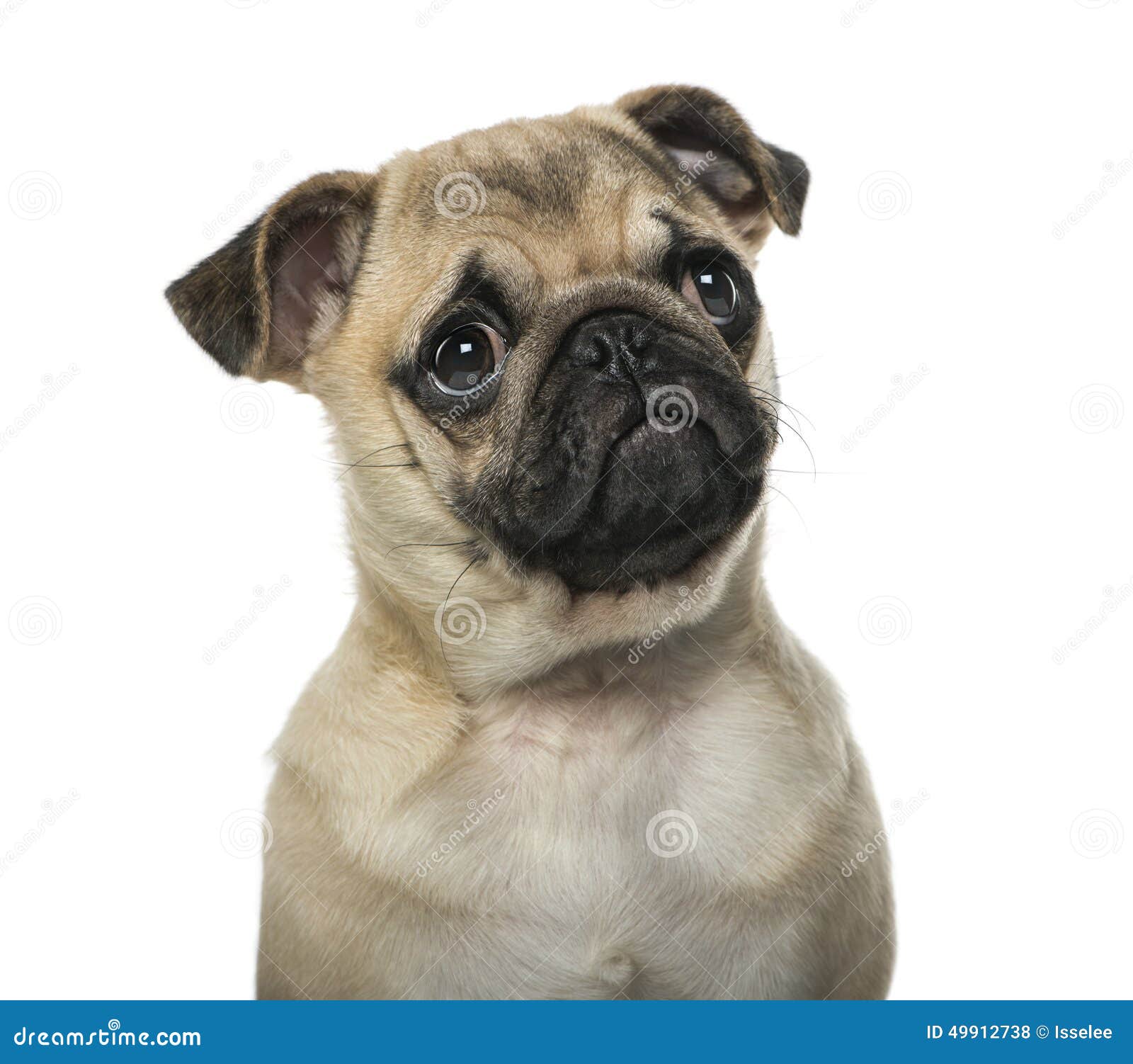 Close-up of a pug stock photo. Image of away, headshot - 49912738