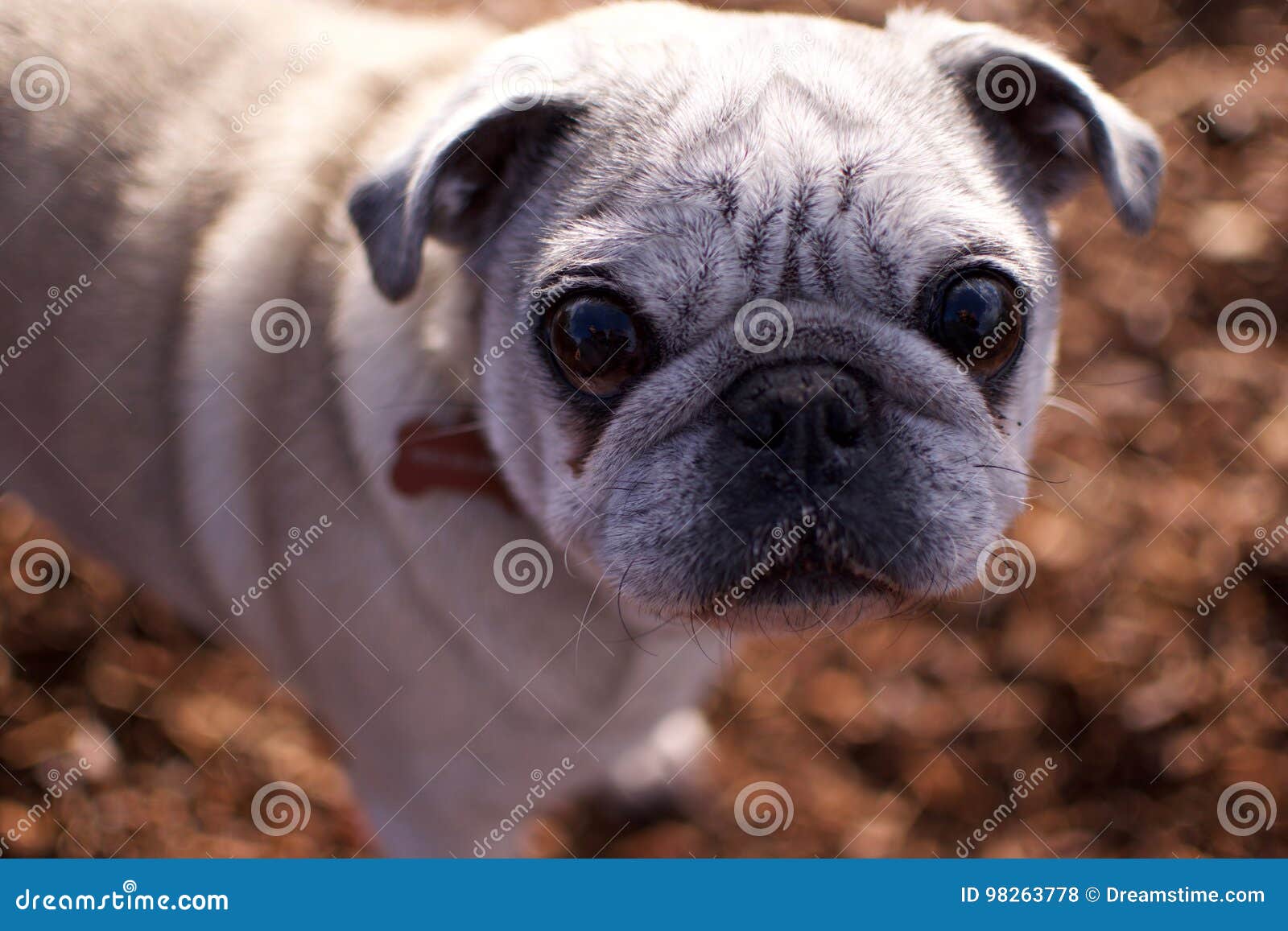 Close up of pug stock photo. Image of face, wrinkles - 98263778