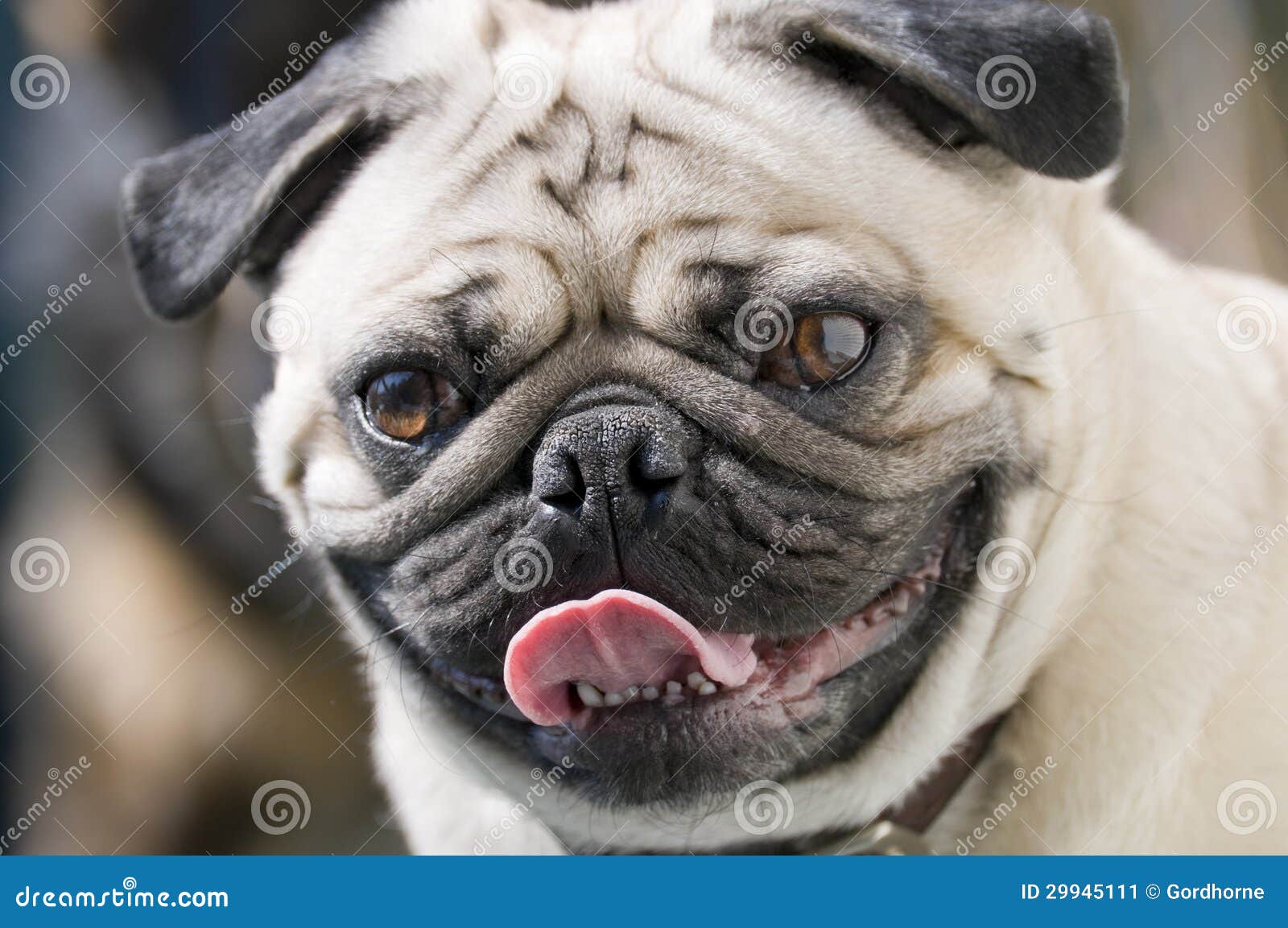 Happy Pug stock image. Image of pedigree, love, humor - 29945111