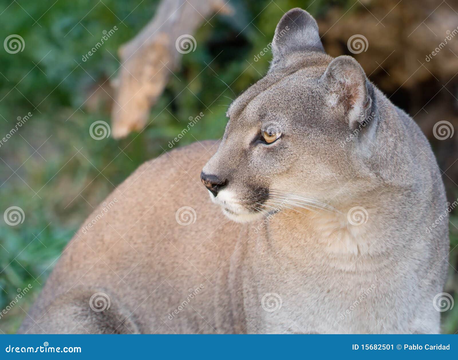 Close up of a puma. stock image. Image of feline, panther - 15682501