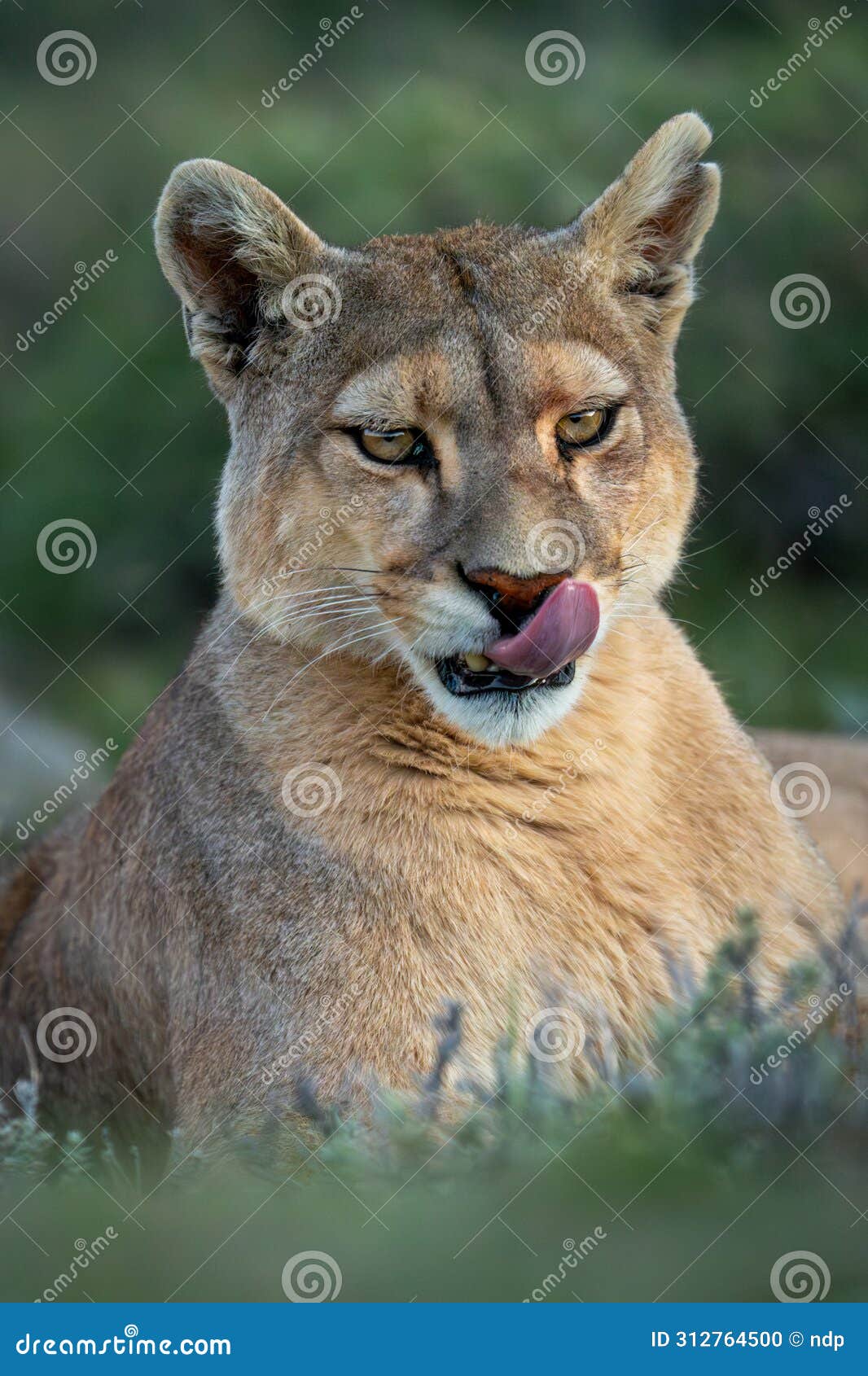 Close-up of Puma Lying Licking Its Lips Stock Photo - Image of lying ...