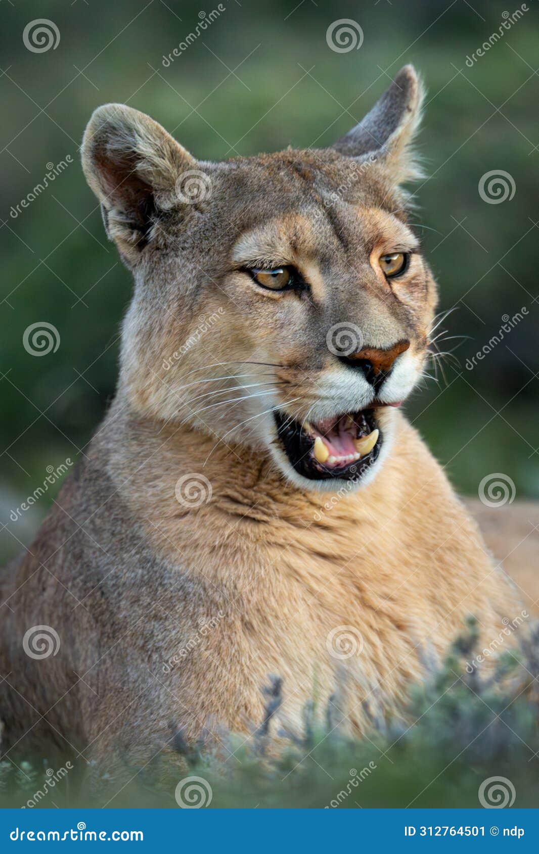 Close-up of Puma Lying Opening Its Mouth Stock Image - Image of panther ...