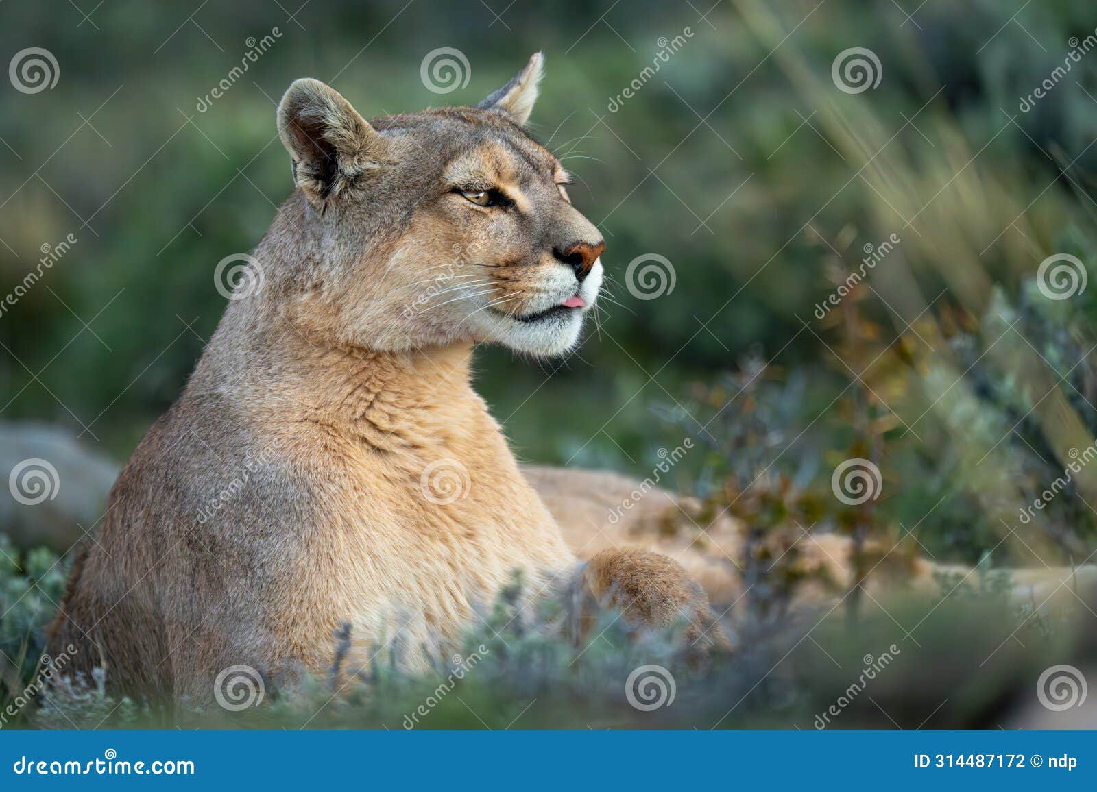 Close-up of Puma Lying Sticking Tongue Out Stock Photo - Image of ...