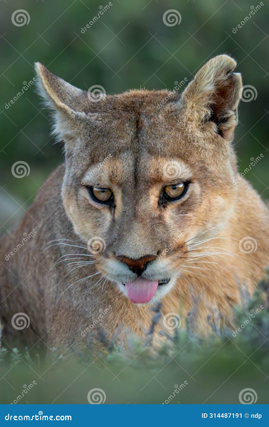 Close-up of Puma Lying with Tongue Out Stock Image - Image of sunset ...