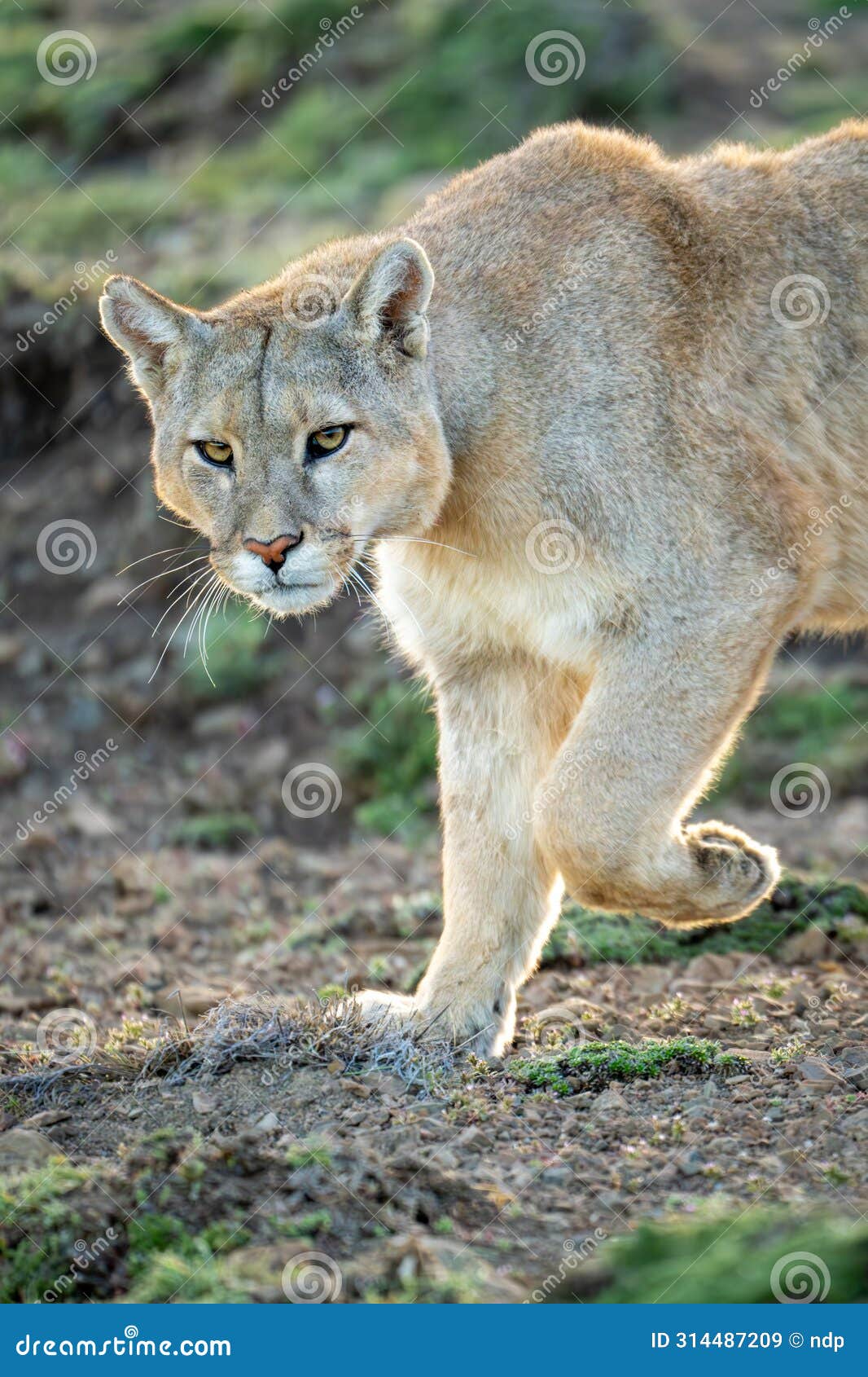 Close-up of Puma Turning Head while Walking Stock Image - Image of ...