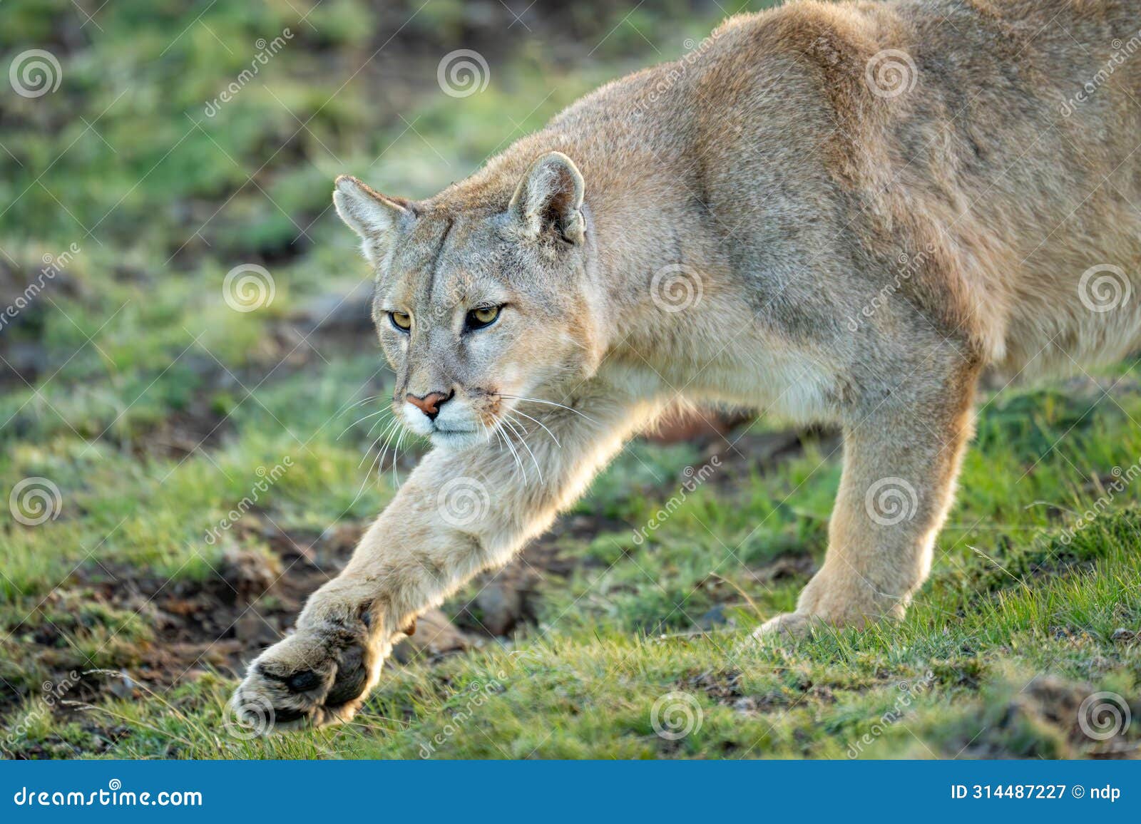 Close-up of Puma Walking with Lifted Foot Stock Image - Image of hour ...