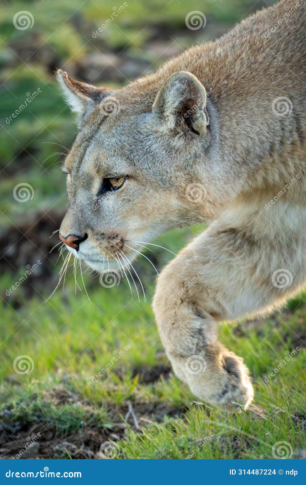 Close-up of Puma Walking with Paw Raised Stock Photo - Image of ...