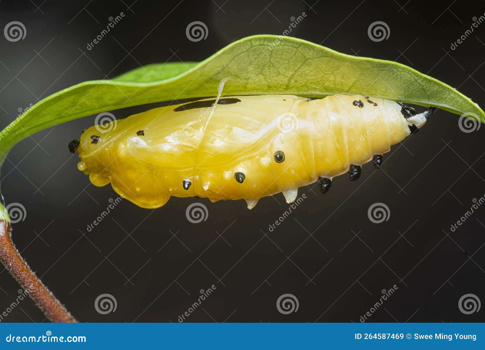 Close Up of the Pupa of the Painted Jezebel Butterfly. Stock Image ...