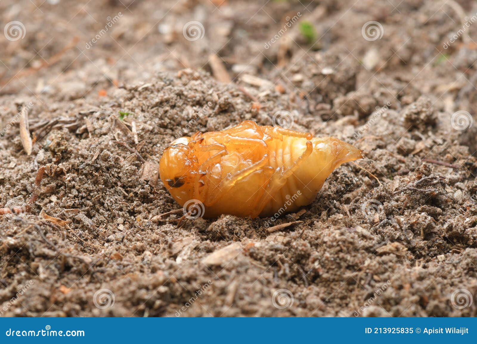 Pupa or Worm on Nature Background. Stock Image - Image of forest ...