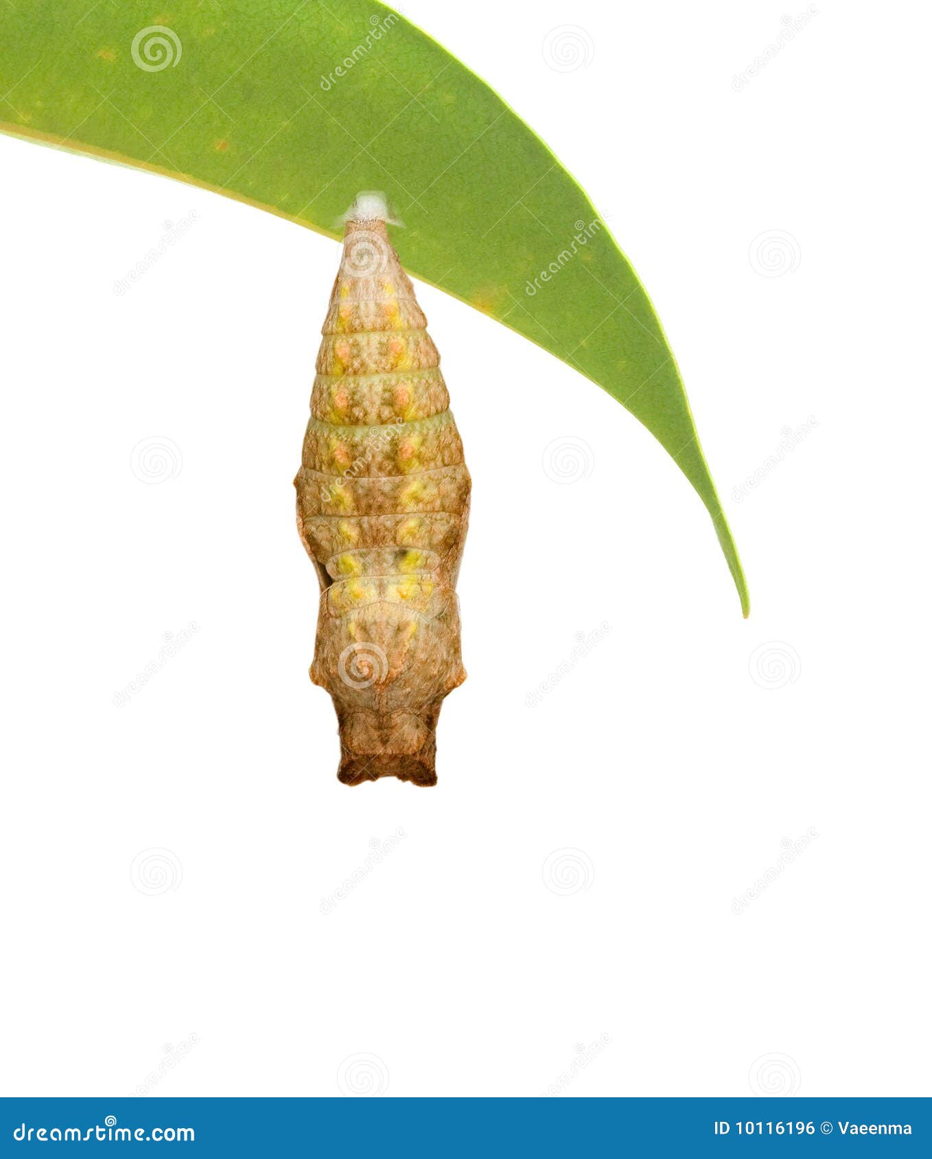 Close up of pupae stock photo. Image of cocoon, close - 10116196