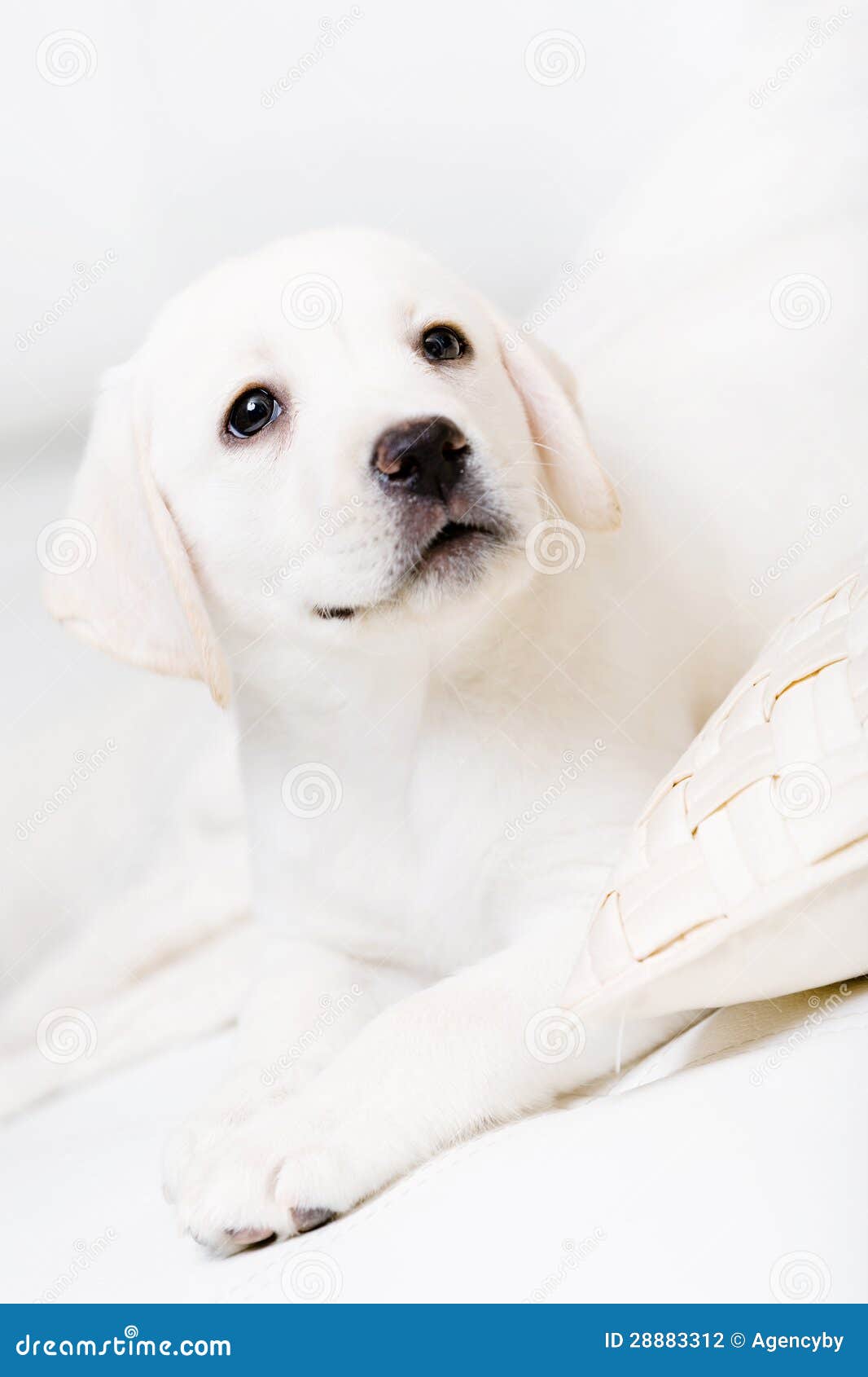 Close Up of Puppy of Labrador Lying on the Sofa Stock Photo - Image of ...