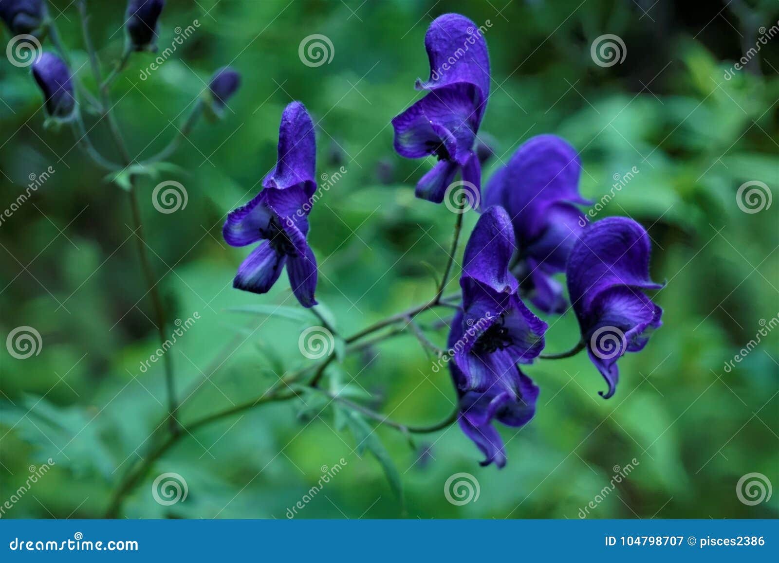 Close Up of Purple Aconitum Blossoms in the Forest Stock Image - Image ...