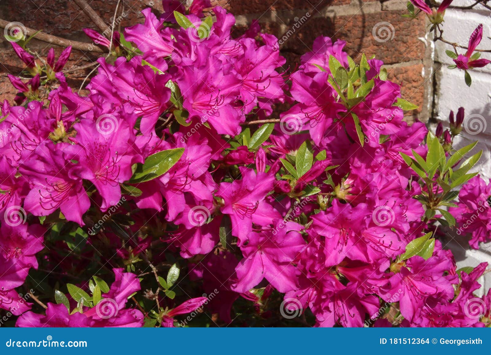 Close Up of Purple Azalea in Full Bloom in Spring Stock Photo - Image ...