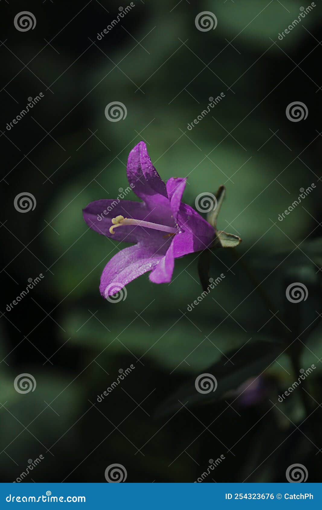 Close Up of a Purple Bell Flower Stock Photo - Image of wallpaper ...