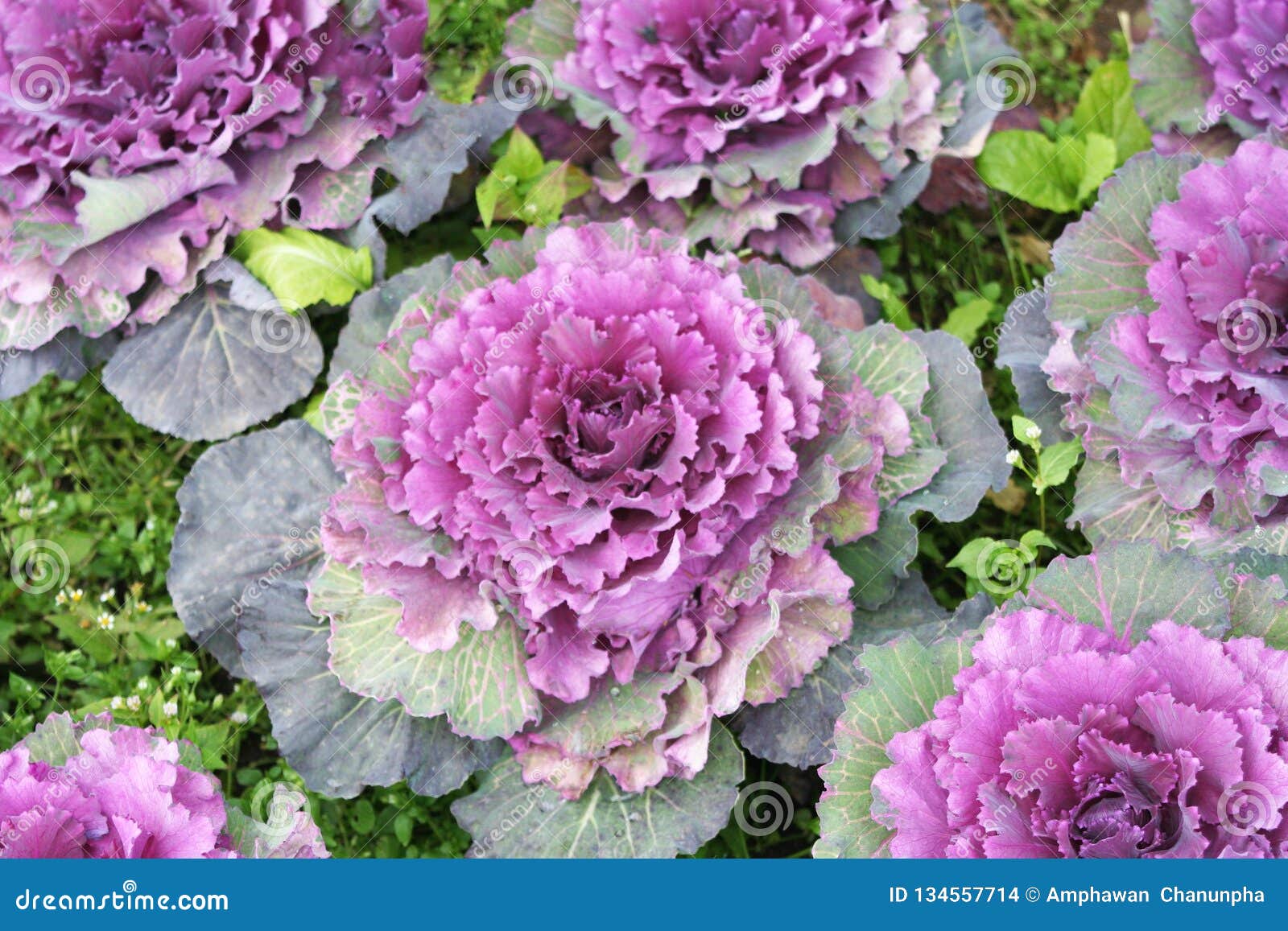 Purple Cabbage Field Brassica Oleracea,vegetable Leaves Stock Photo ... Purple Cabbage Field Brassica Oleracea,vegetable Leaves Stock Photo ...