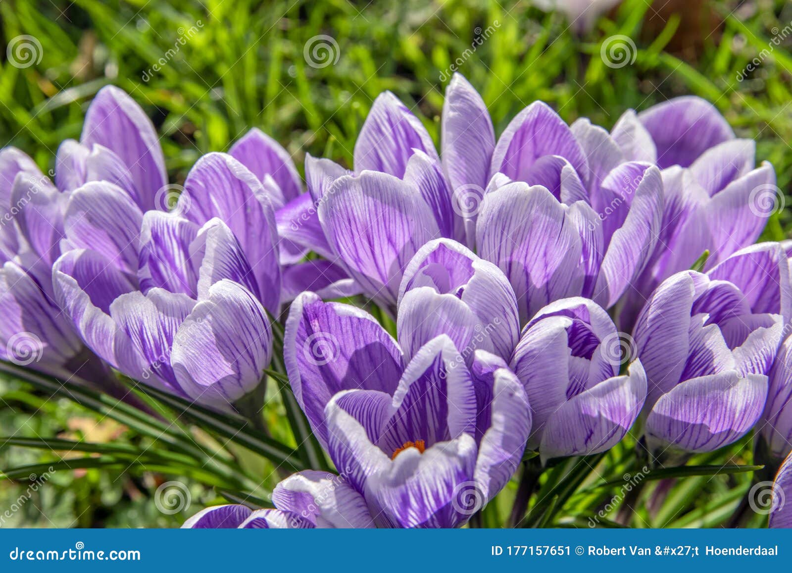 Close Up of Purple Crocuses Stock Image - Image of spring, beautiful ...