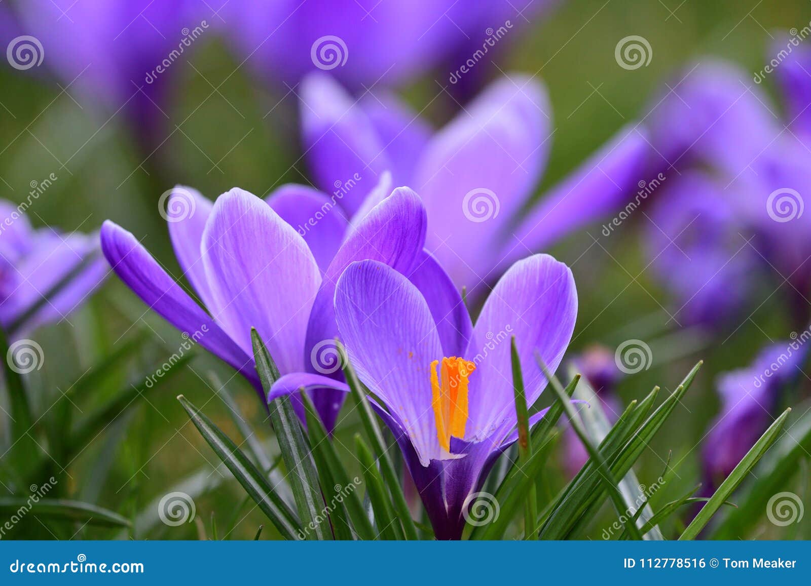 Purple crocuses in bloom stock photo. Image of horticultural - 112778516