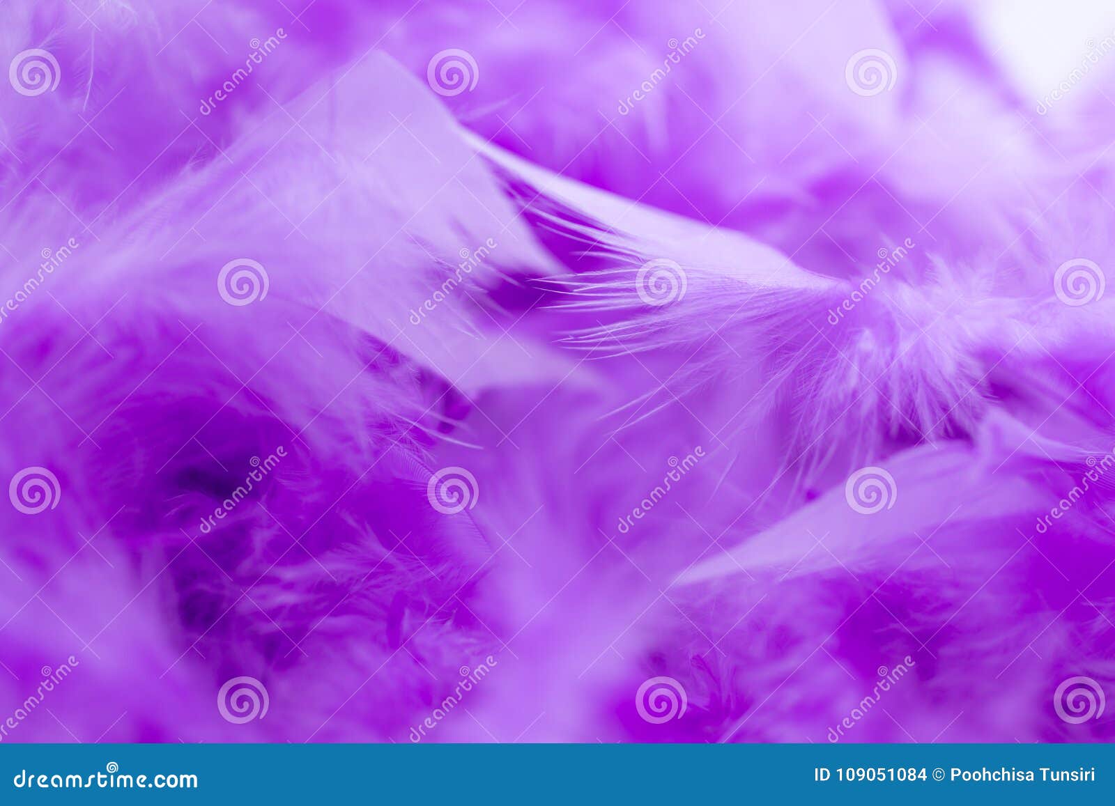 Close Up Purple Feather .Image Use for Background Texture, Abstract ...