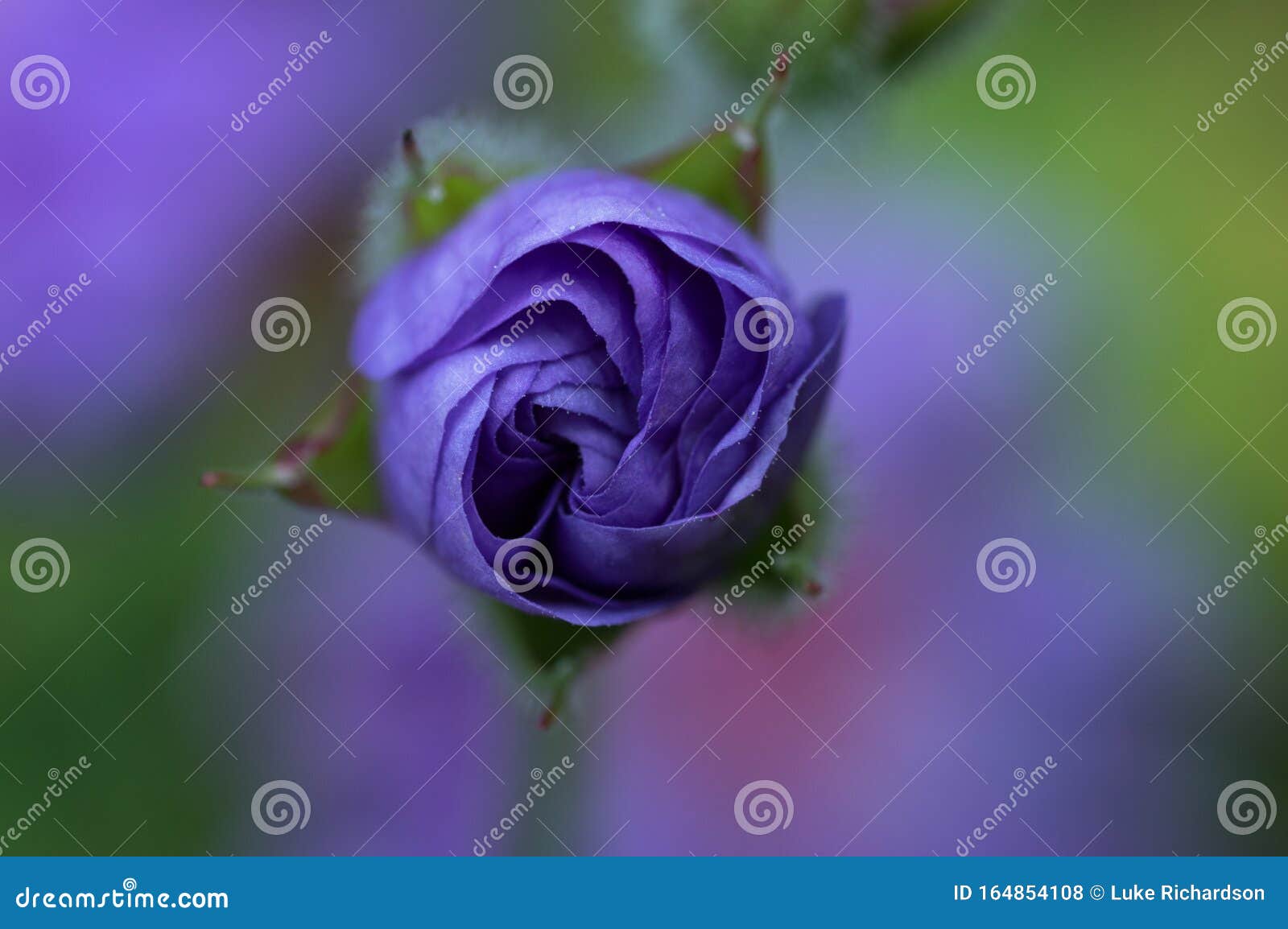 A Close Up of a Purple Flower Stock Photo - Image of britain, garden ...