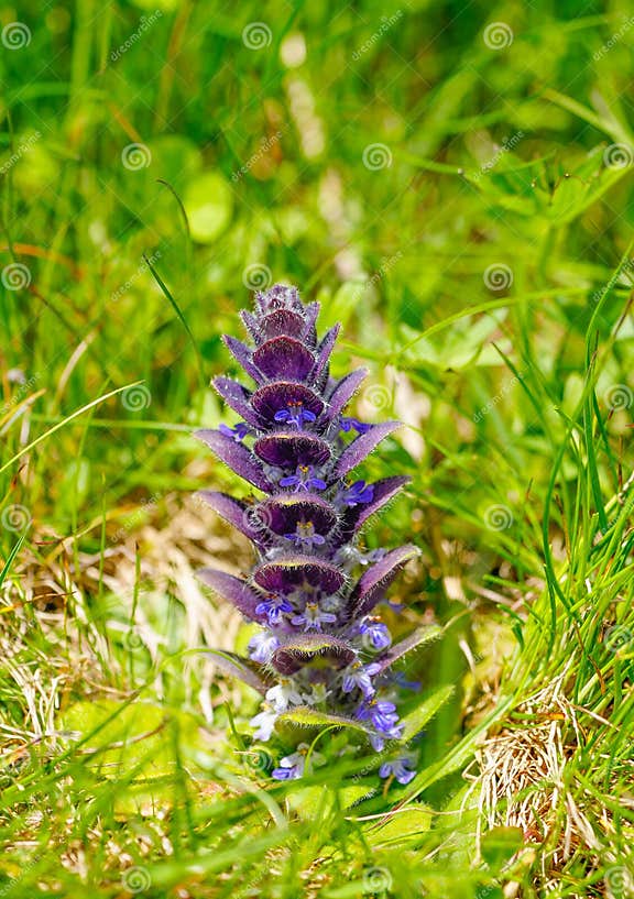 Close-up of the Purple Flower of the Pyramidal Bugle. Stock Photo ...