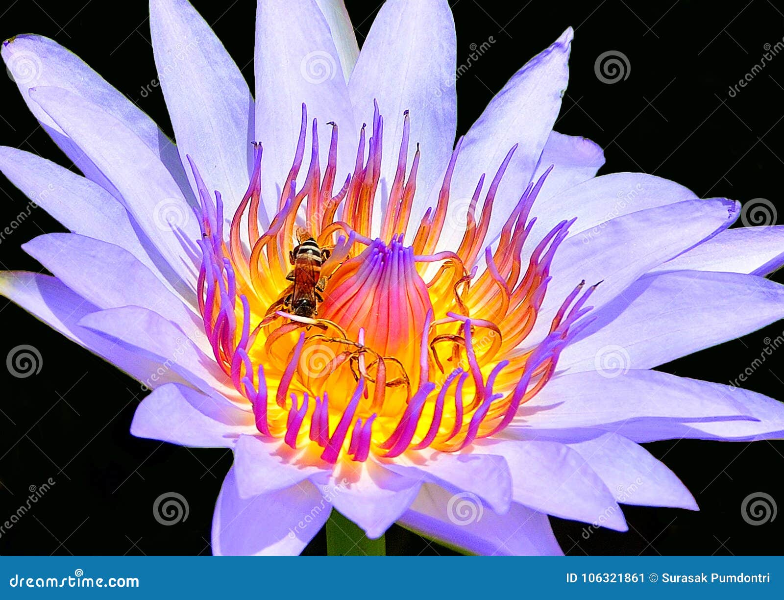 Close Up of Purple Lotus Has Bee on Flower with Black Background Stock ...