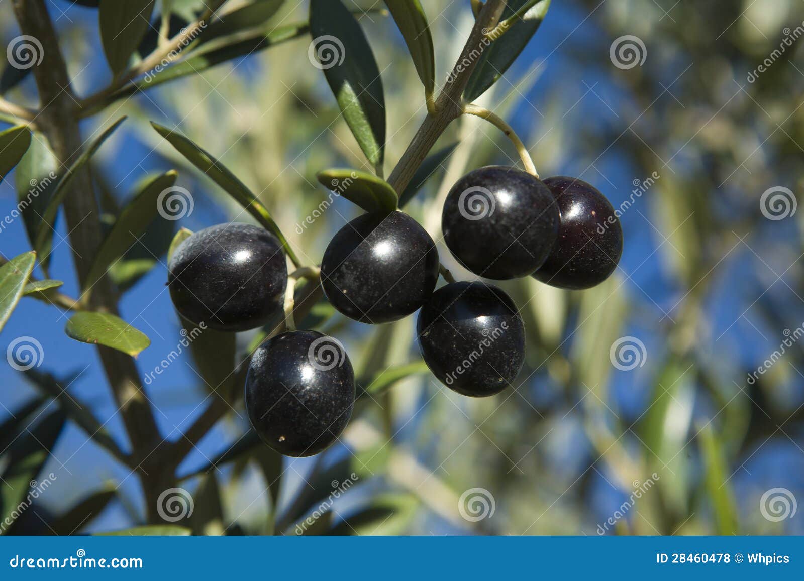 Close-up of purple olives stock photo. Image of food - 28460478