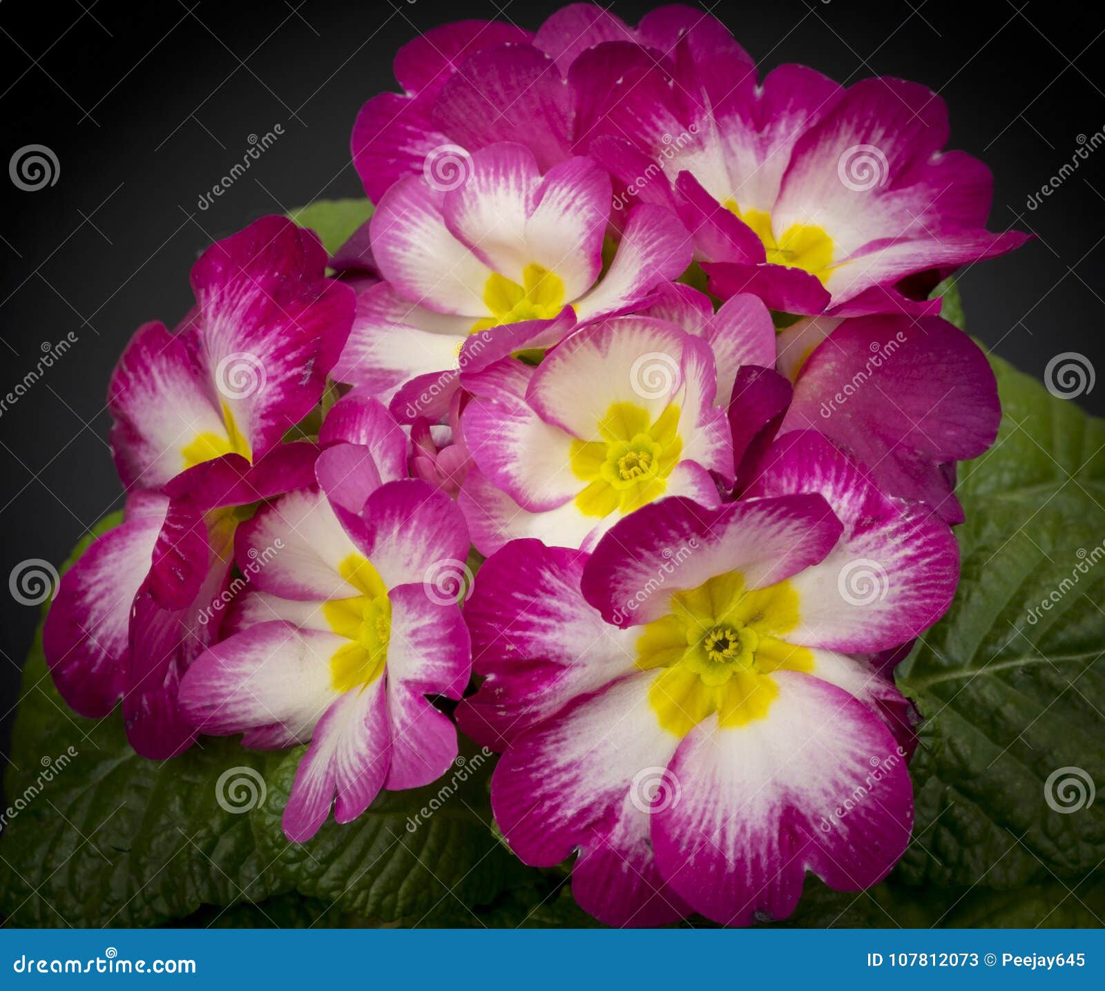 Close Up of a Purple Primula Stock Image - Image of buds, primula ...
