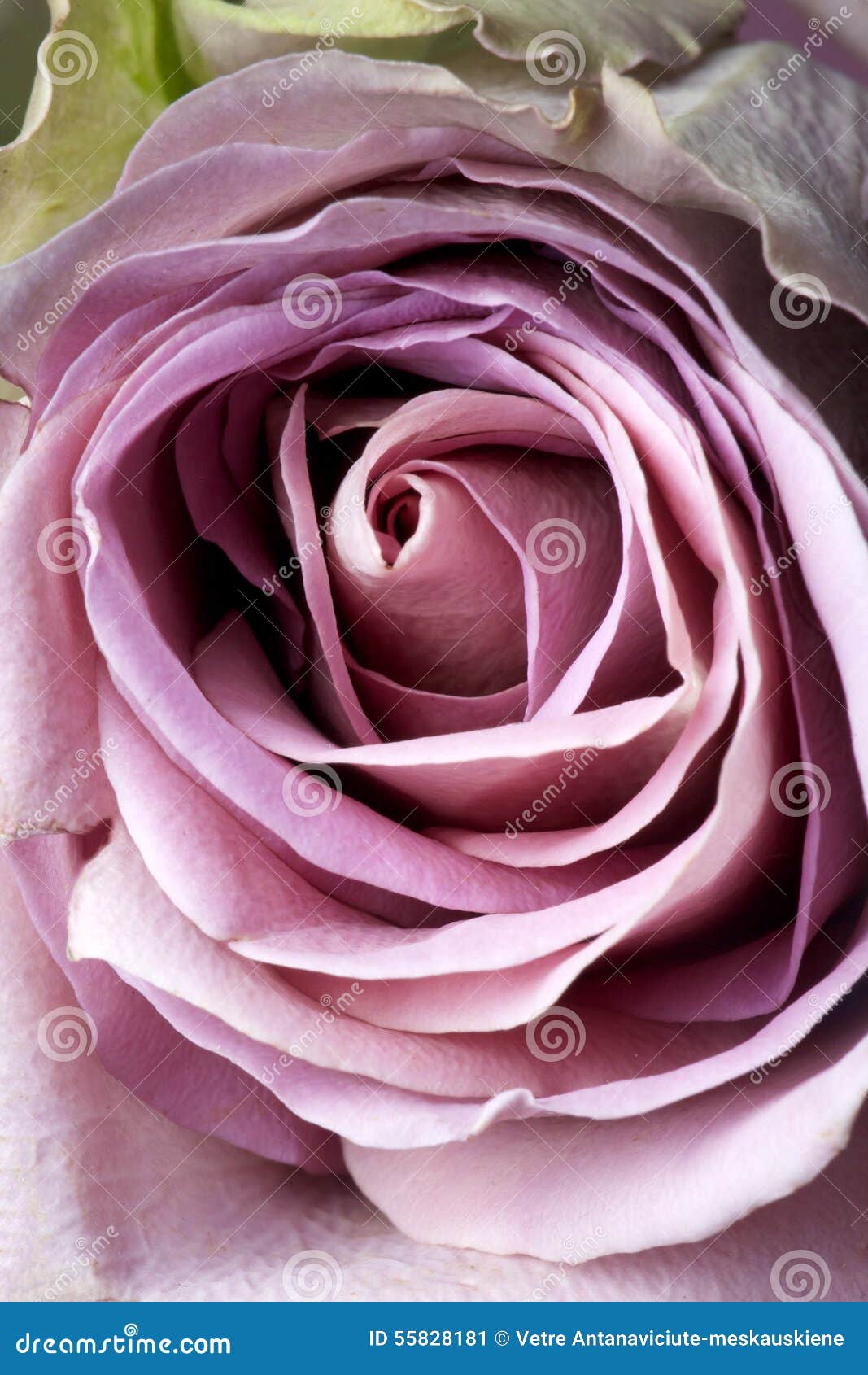 Close up of purple rose stock image. Image of beauty - 55828181