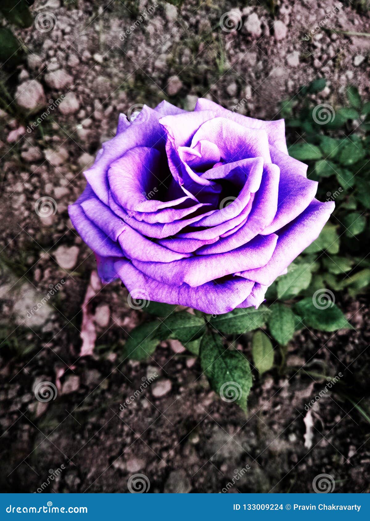 Purple shaded rose stock photo. Image of bright, aromatic - 133009224