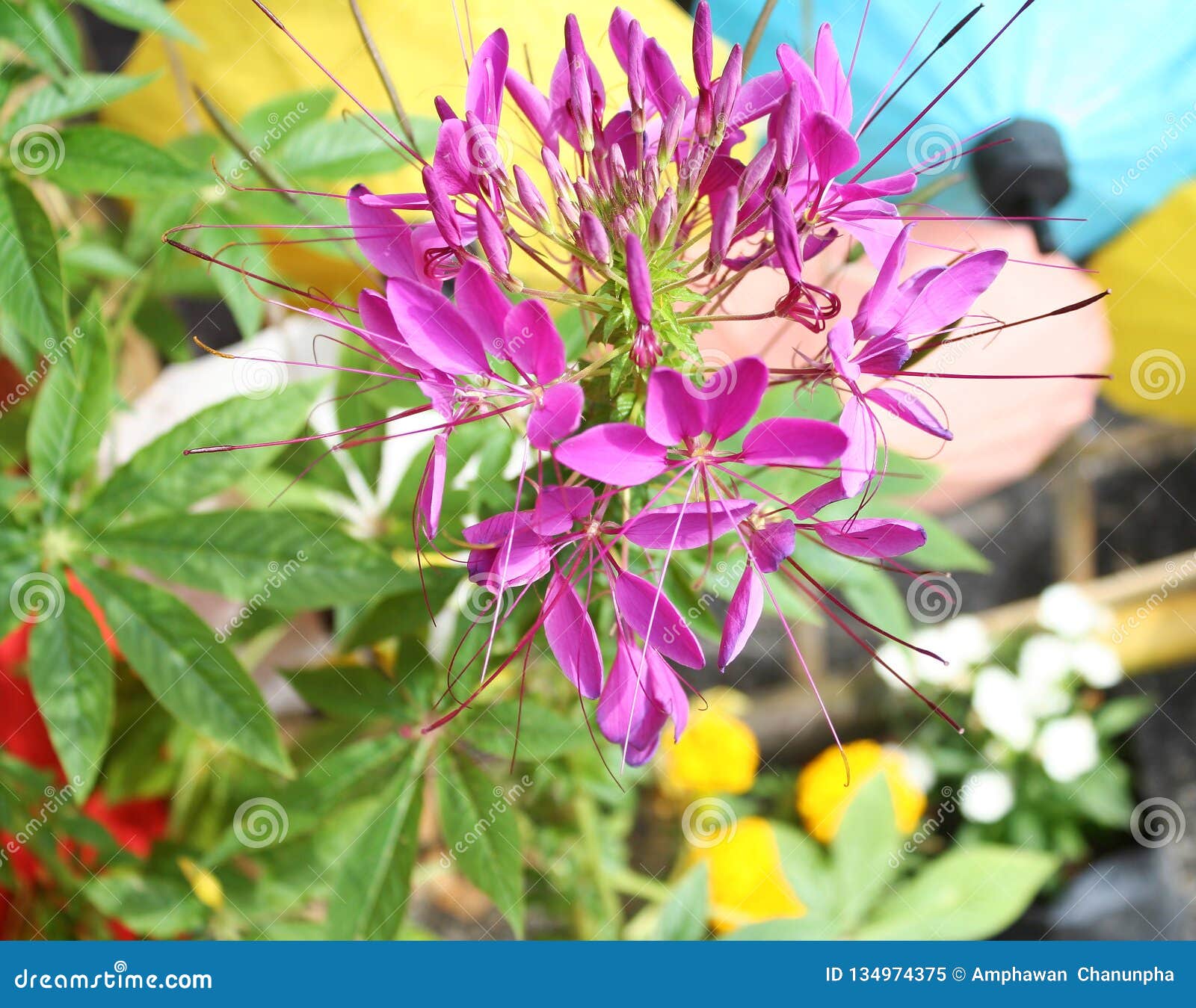 Purple spider flowers stock image. Image of close, flowers - 134974375