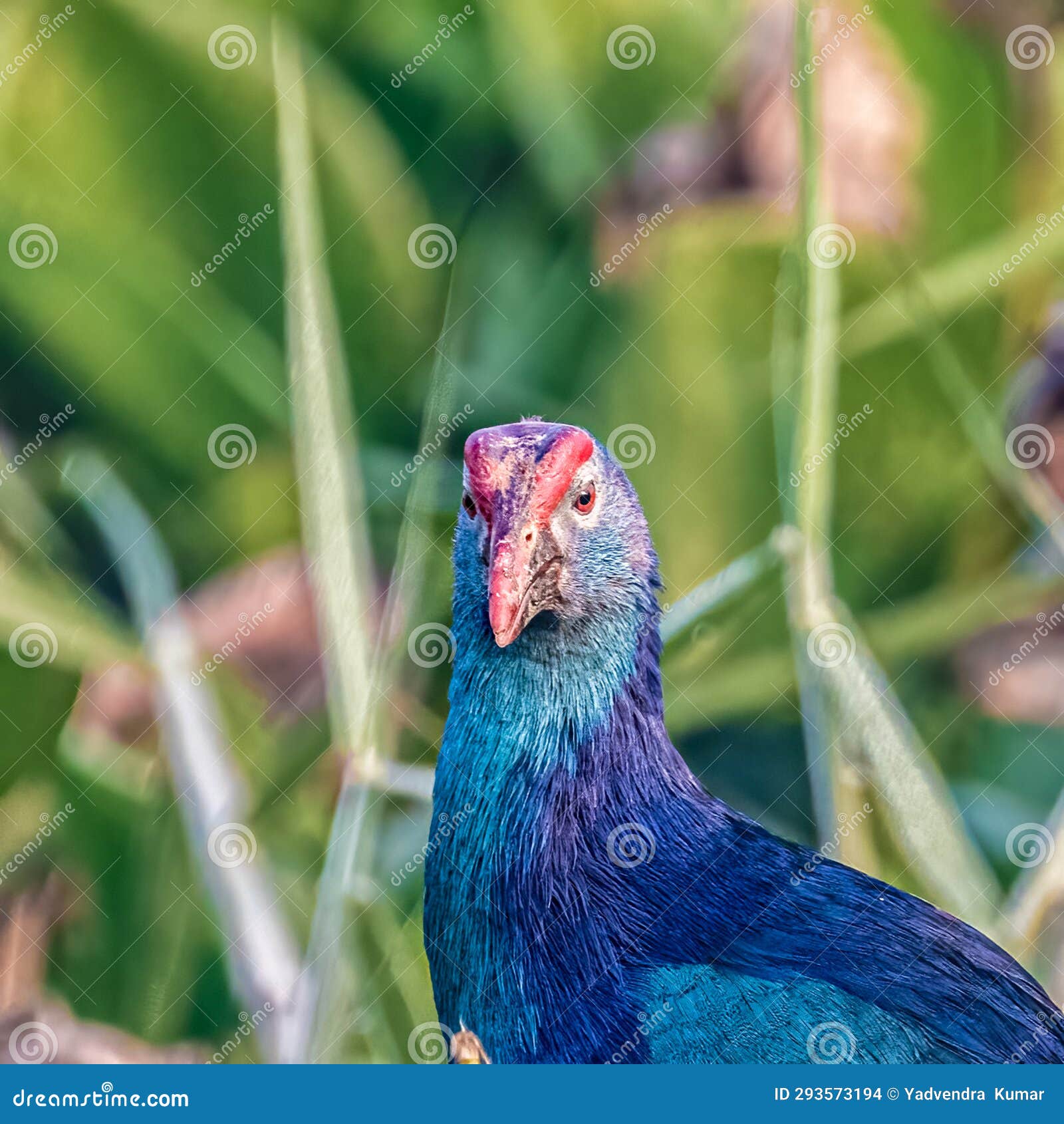 A Purple Swamphen stock photo. Image of avian, nature - 293573194