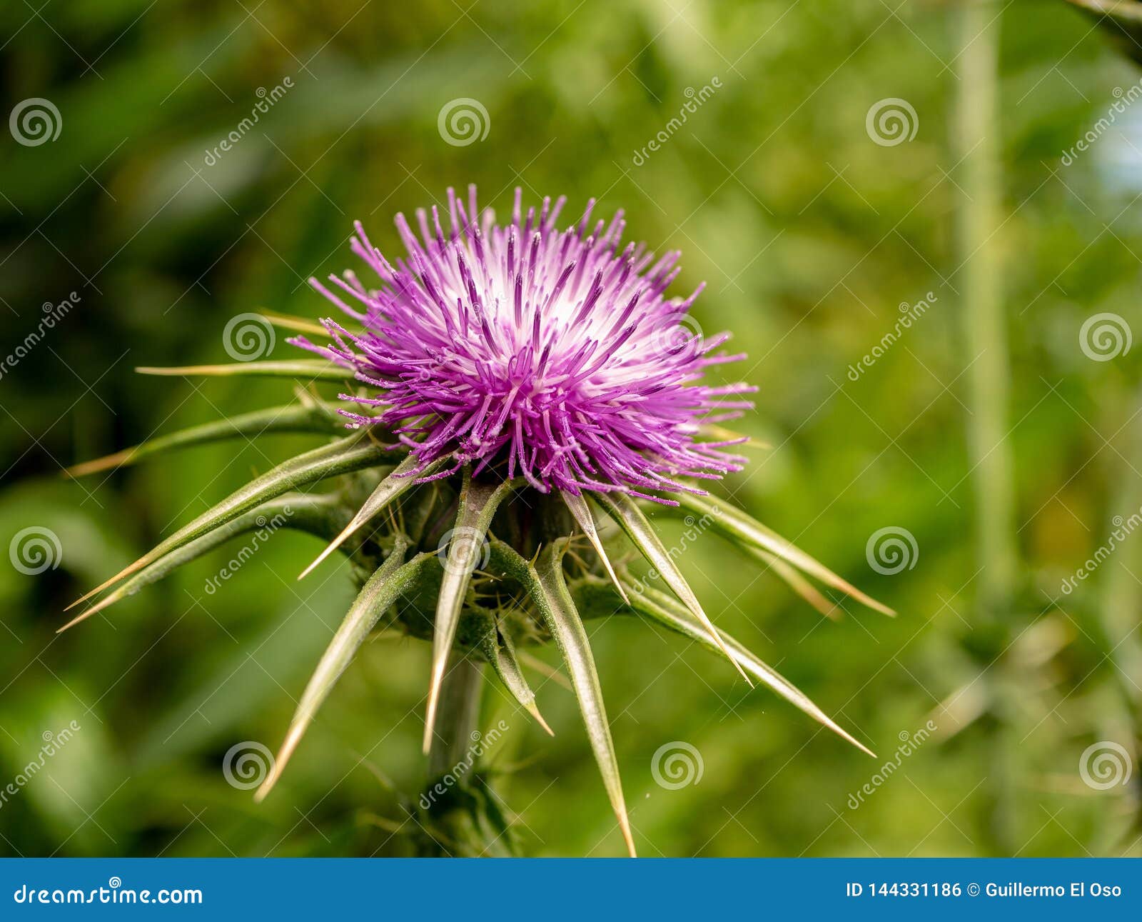 Close Up of a Purple Thistle Flower Stock Photo - Image of brilliant ...