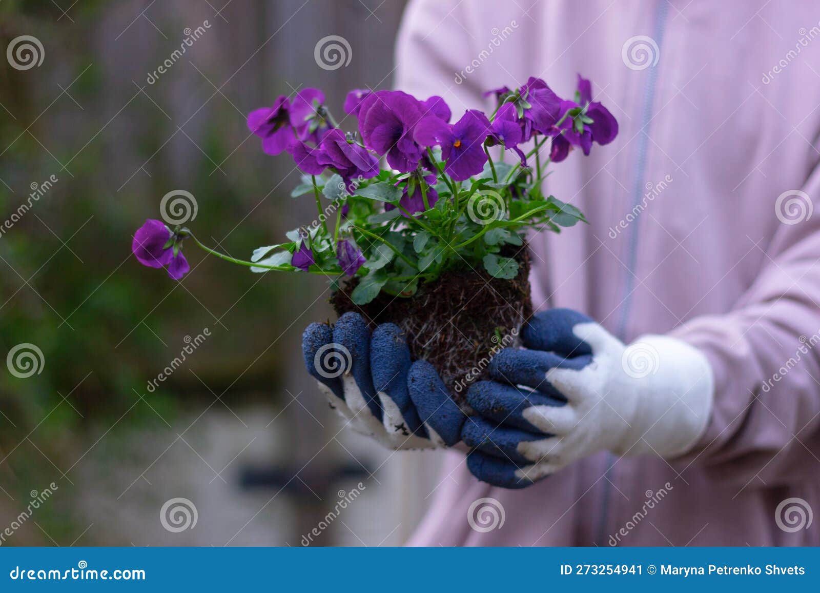 Close-up of Purple Violet Flower Pulled Out of Pot with Soil and Roots ...
