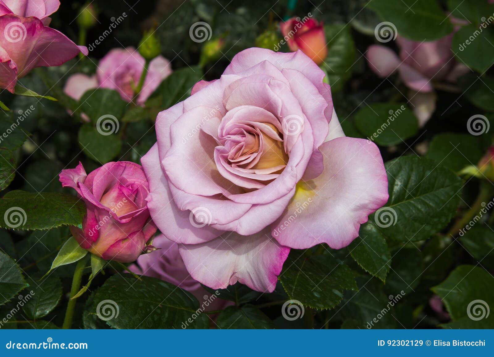 Close Up of Purple or Violet Rose Stock Image - Image of natural ...