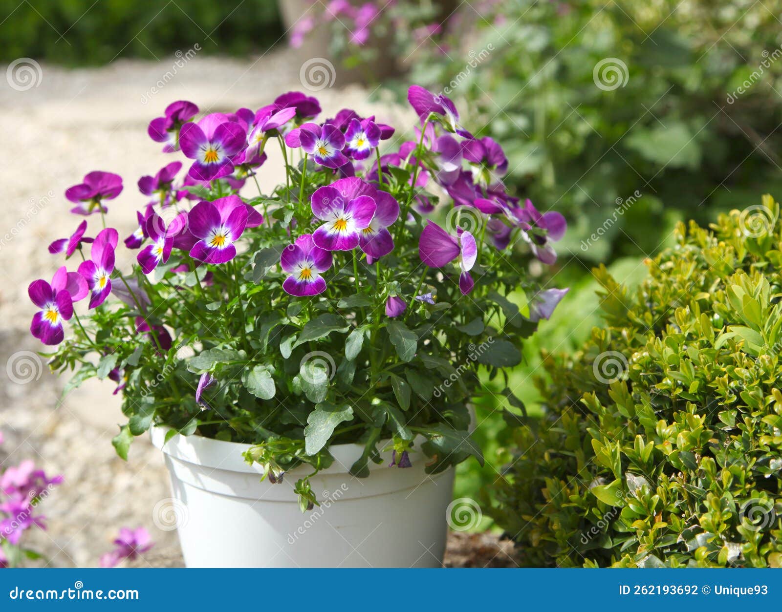 Close-up of Purple and White Flowers of Viola Cornuta in Pot Stock ...