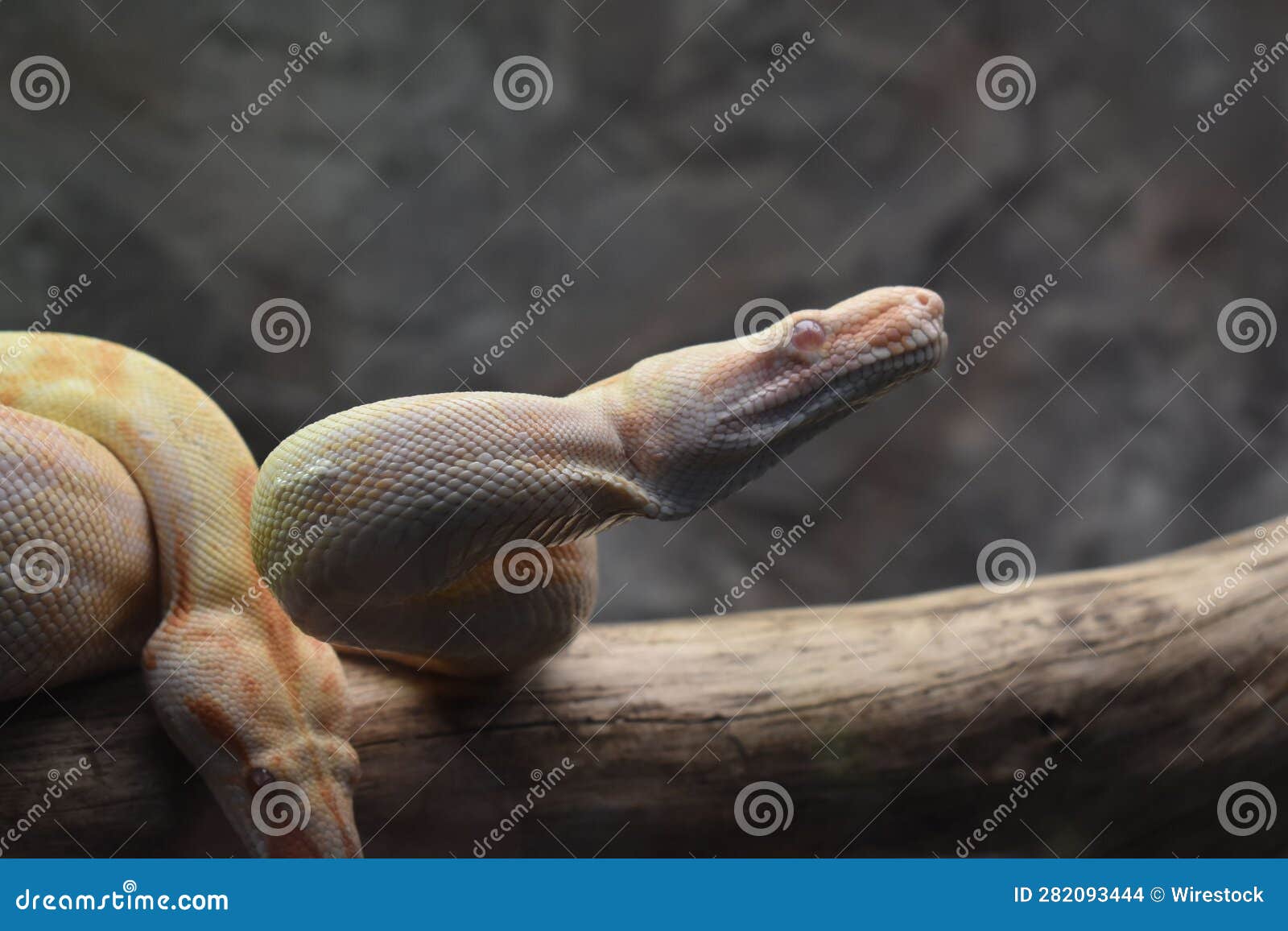 Close-up of a Python Snake Resting on a Tree Branch Stock Photo - Image ...