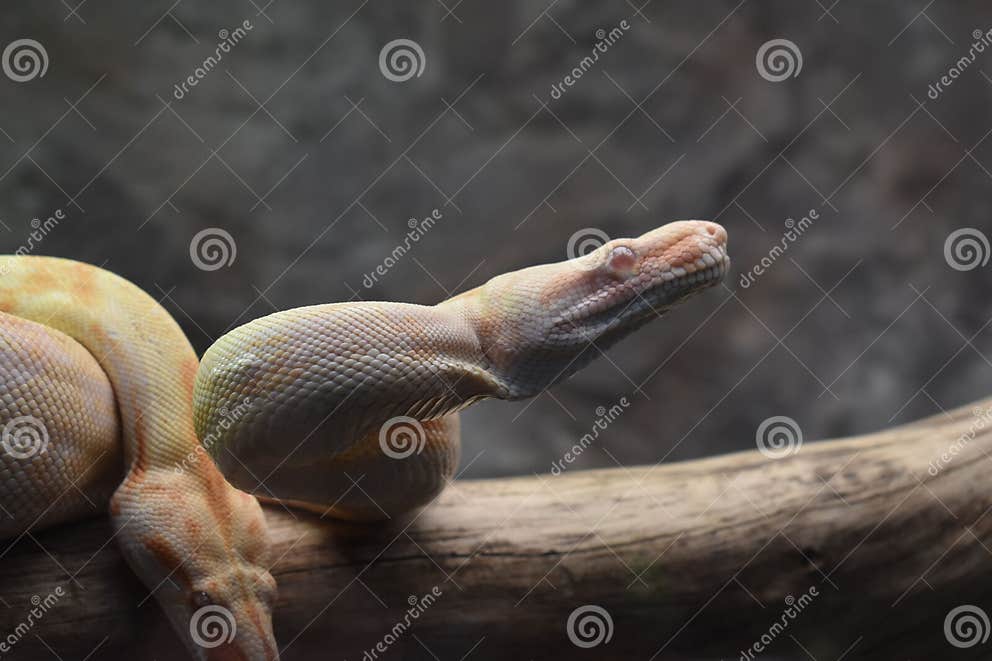 Close-up of a Python Snake Resting on a Tree Branch Stock Photo - Image ...