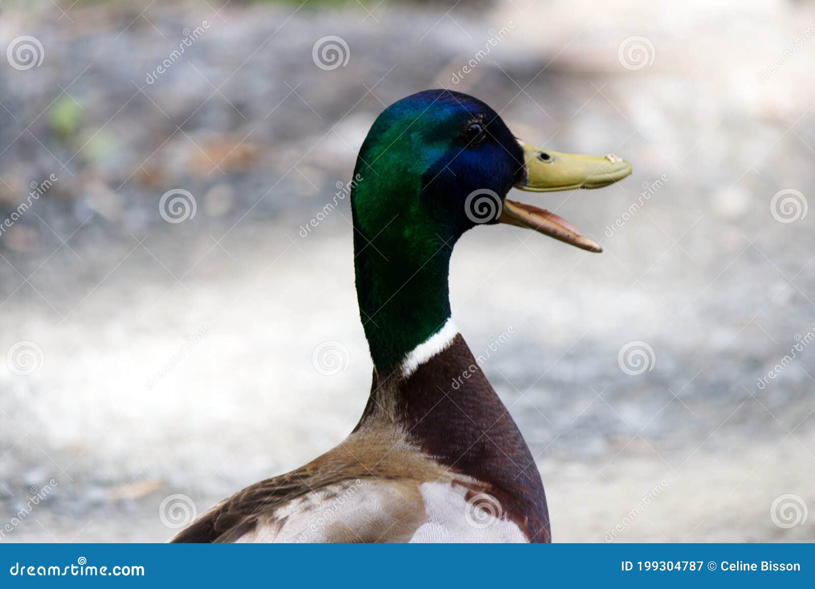 Close-up of a Quacking Duck Stock Image - Image of quacking, waterfowl ...