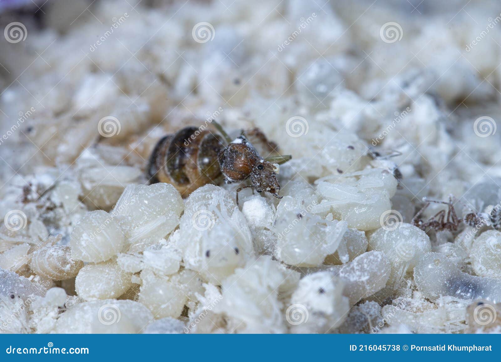 Close Up of Queen Ant and Red Ant Egg Stock Photo - Image of ...