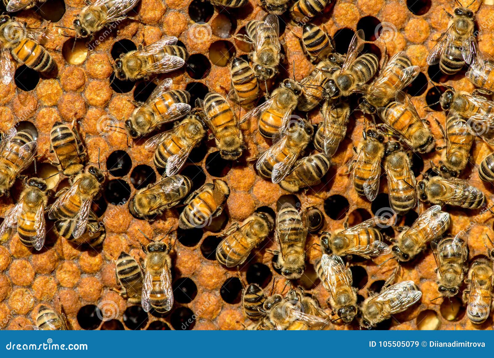 The Queen Bee Swarm - Selective Focus Stock Image - Image of beehive ...