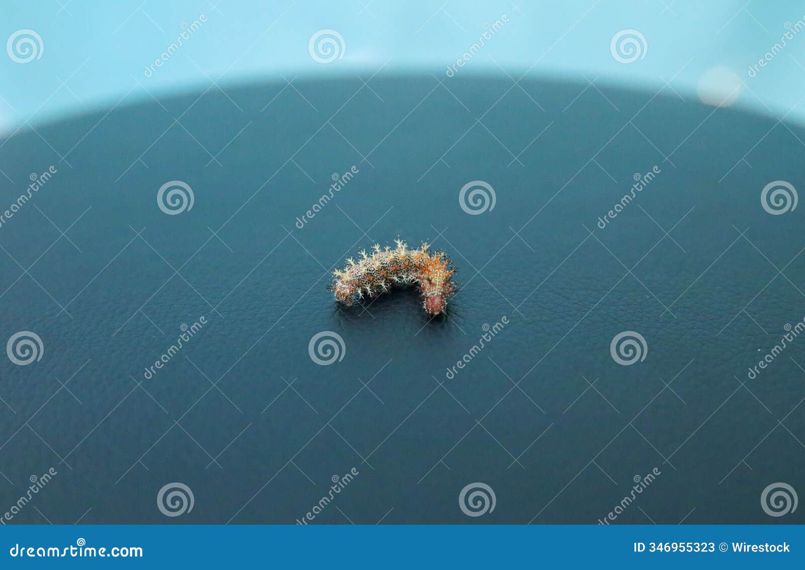 Close-up of a Question Mark Caterpillar Stock Illustration ...