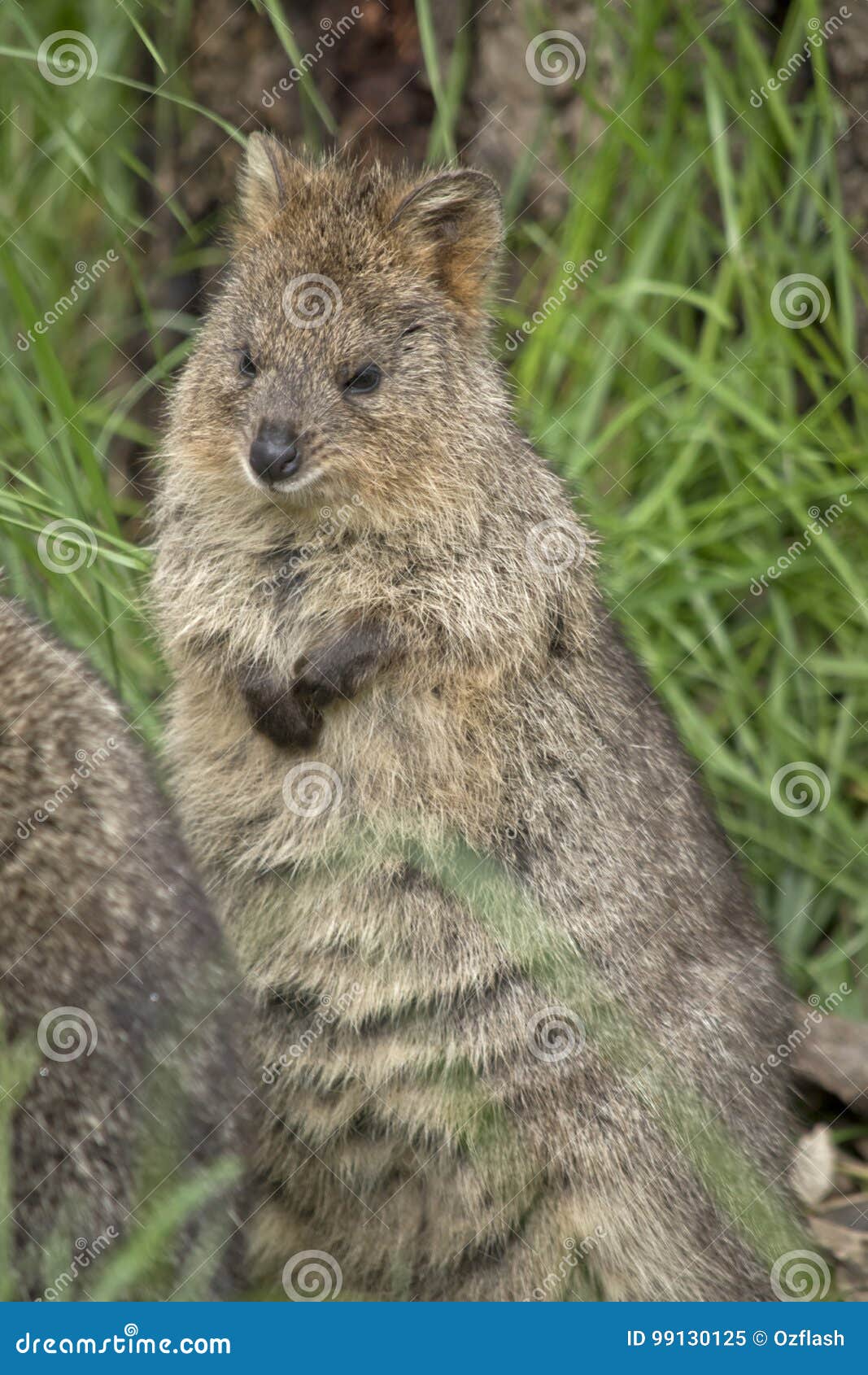 Quokka stock image. Image of rodent, animal, australia - 99130125