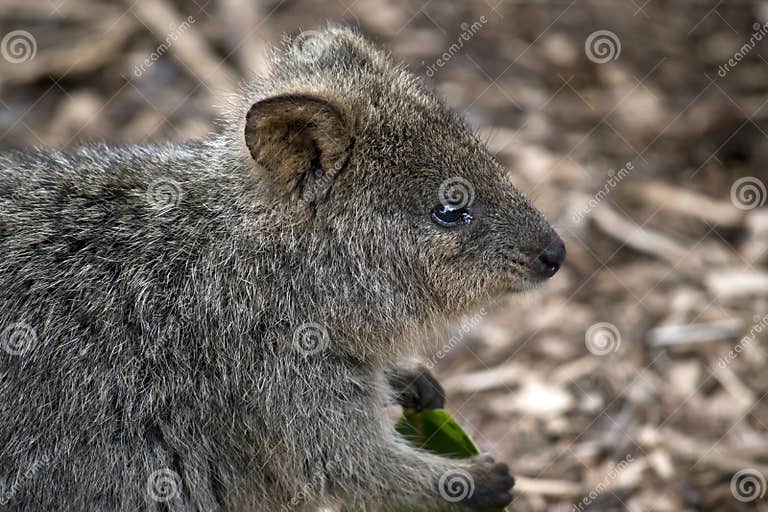 This is a Close Up of a Quokka Stock Image - Image of pouch, brown ...