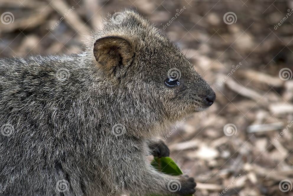 This is a Close Up of a Quokka Stock Image - Image of pouch, brown ...