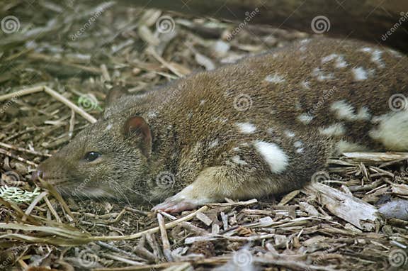Quoll stock image. Image of animal, quoll, native, brown - 99213325