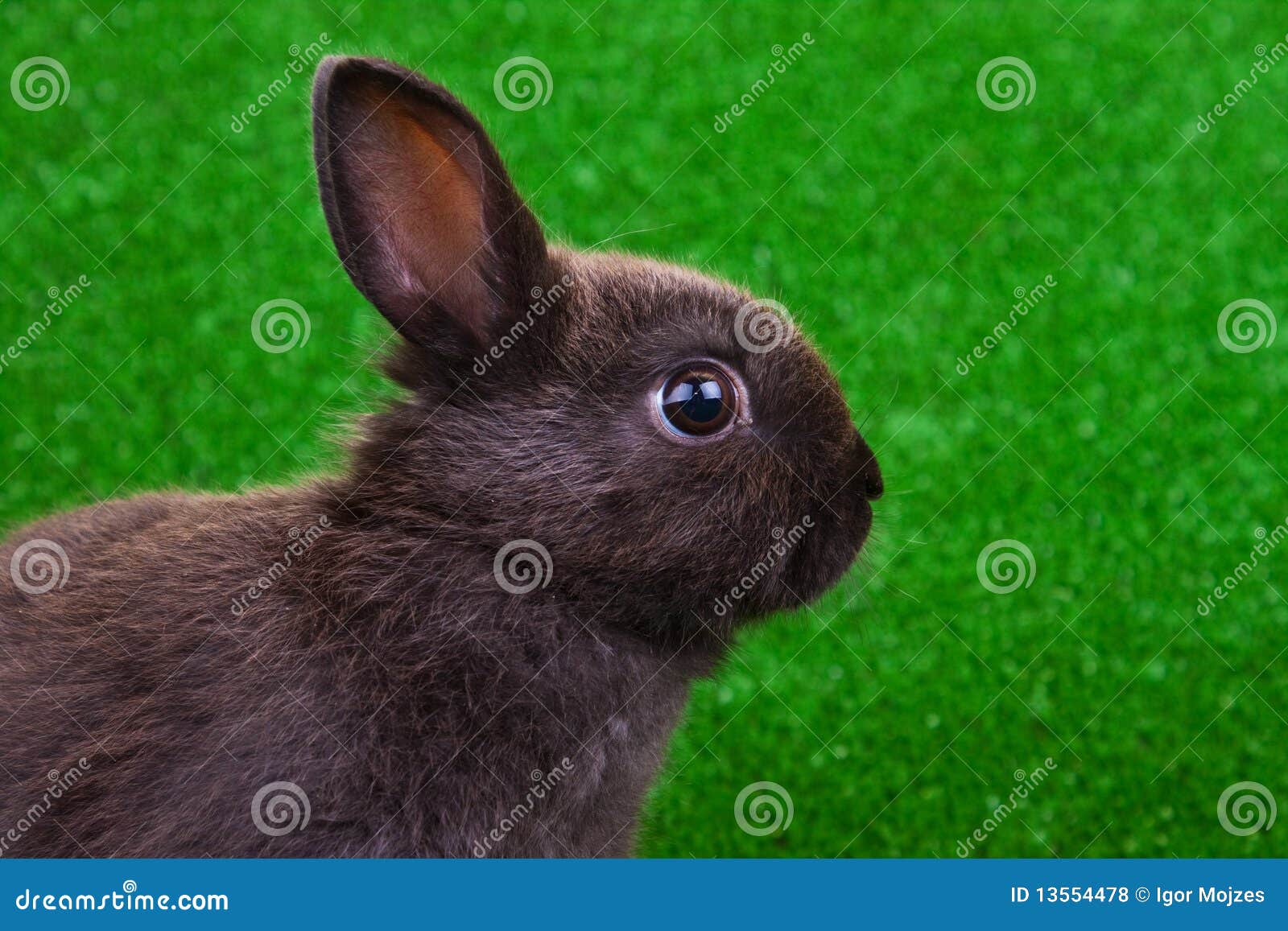 Close-up of rabbit stock photo. Image of funny, nature - 13554478