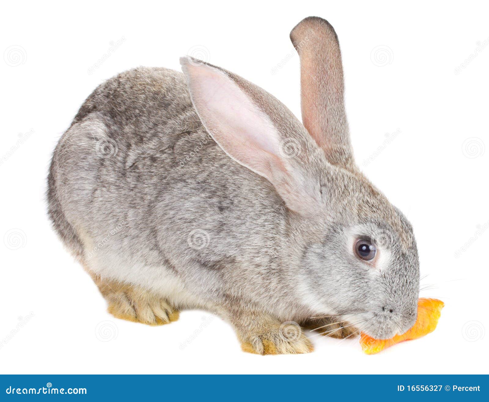 Close-up rabbit stock image. Image of breed, fluffy, young - 16556327