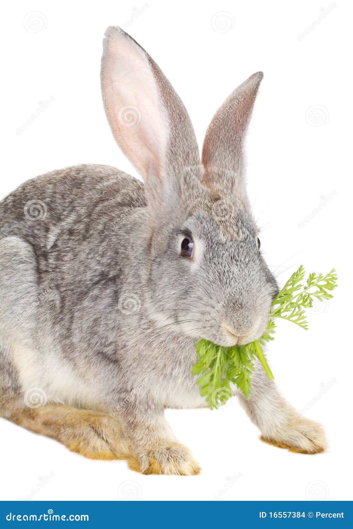 Close-up rabbit stock photo. Image of sitting, breed - 16557384