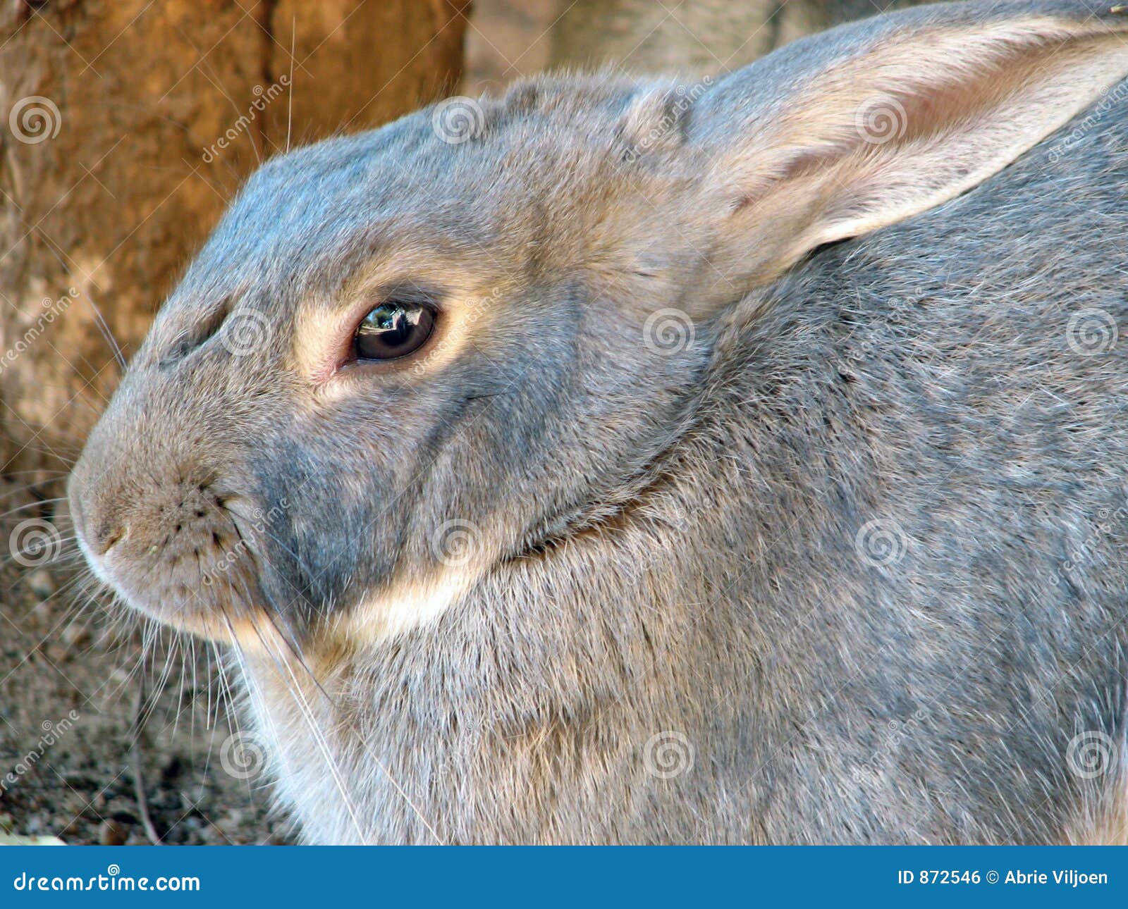 Close-up of Rabbit stock photo. Image of cute, nature, rodent - 872546