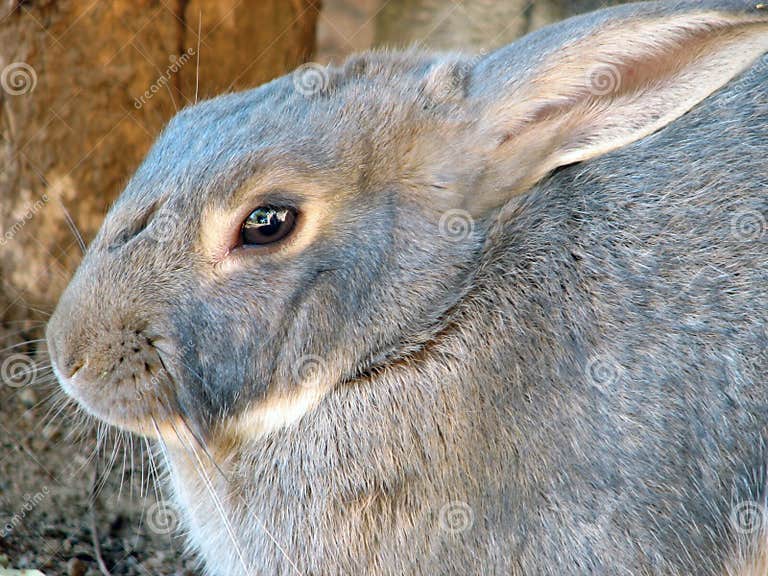 Close-up of Rabbit stock photo. Image of cute, nature, rodent - 872546